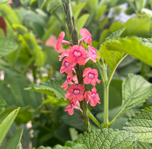 Stachytarpheta - Mutabilis Giant Coral (Patio Produce) | Metamorphic Farms