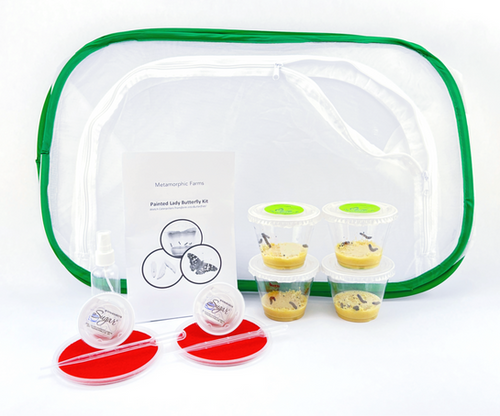 Quad Cup Butterfly Kit - 16 Caterpillars | Metamorphic Farms