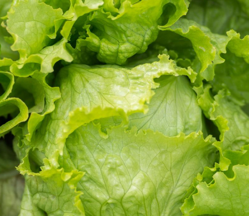 Lettuce - Iceberg | Metamorphic Farms