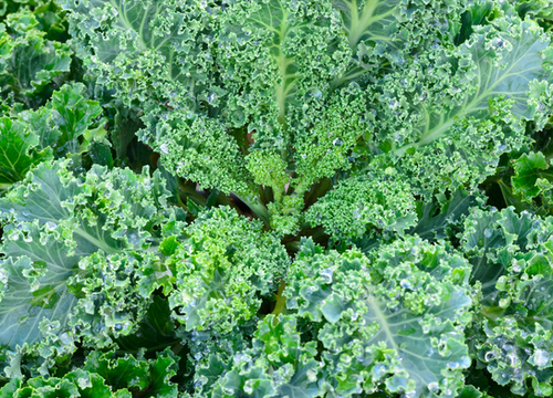 Kale - Dwarf Blue Curled | Metamorphic Farms