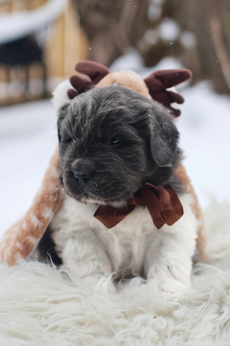 Tinsel (Orange) | Riddle Family Newfou