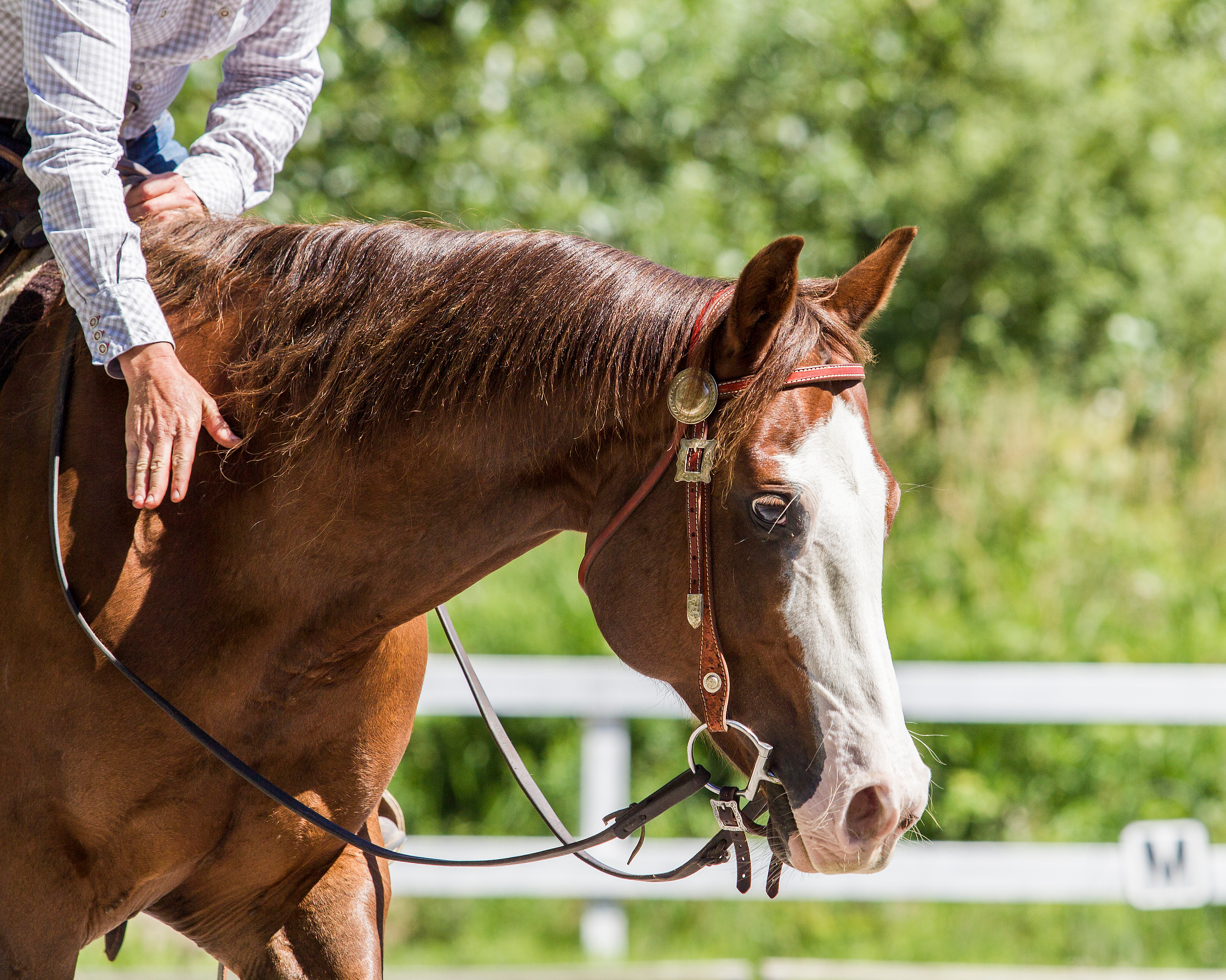 Horse Behaviour Problems | Canada | Lauren Fraser Equine Behaviourist