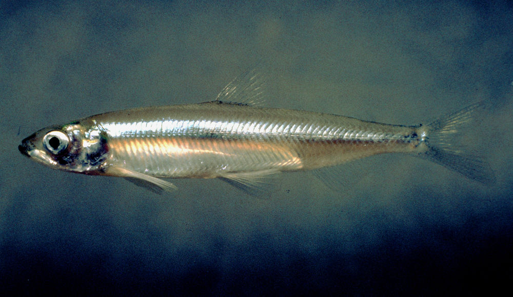 The Californian Delta Smelt Controversy
