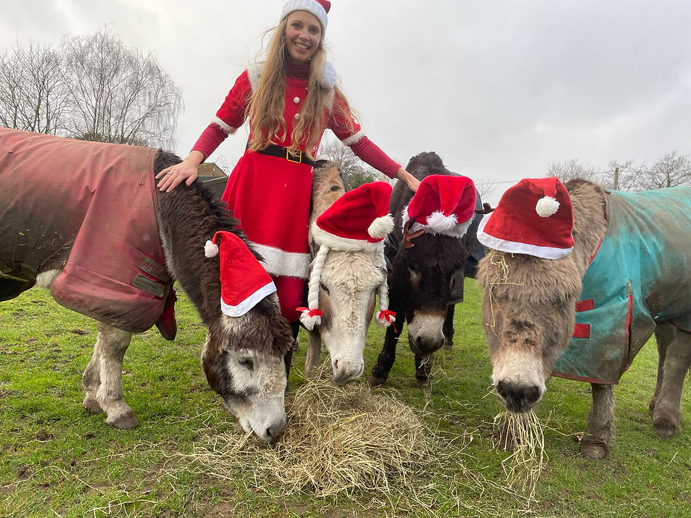 Donkeys spreading peace and joy for Christmas