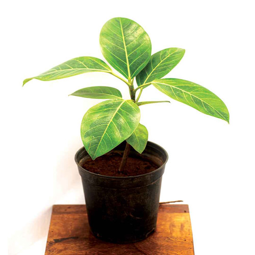 Rubber Plant Green (Ficus benghalensis) variegated Plant in 6 inch ...
