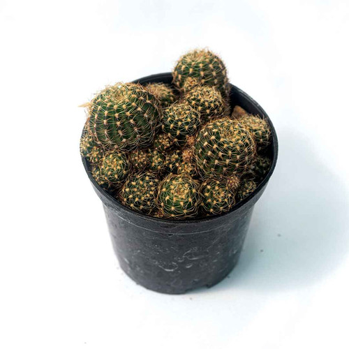 Lobivia Arachnacantha Round Spike Cactus | Grace plants