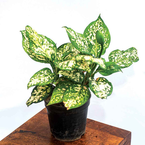 Aglonema snow white Plant in 4.5 inch Nursery Pot | Grace plants