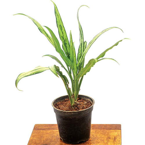 Aglonema Cutlass Plant in 4.5 inch Nursery Pot | Grace plants