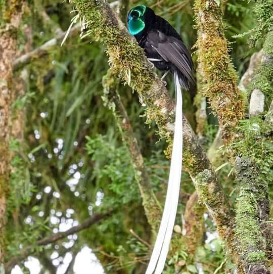 5 THINGS TO DO IN ENGA PROVINCE