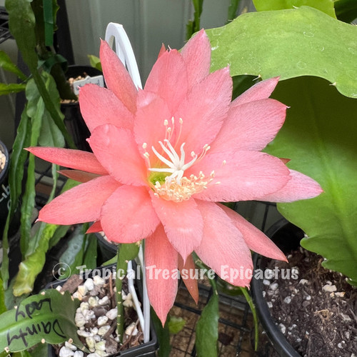 Dainty Lady | Tropical Treasure