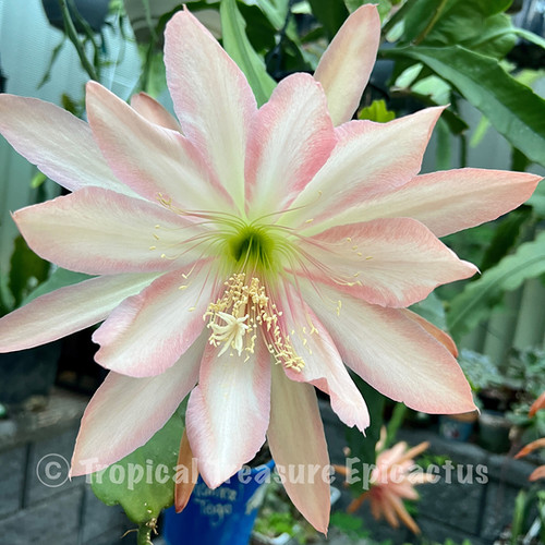 'Cathy Bagwell' Epiphyllum hybrid | Tropical Treasure
