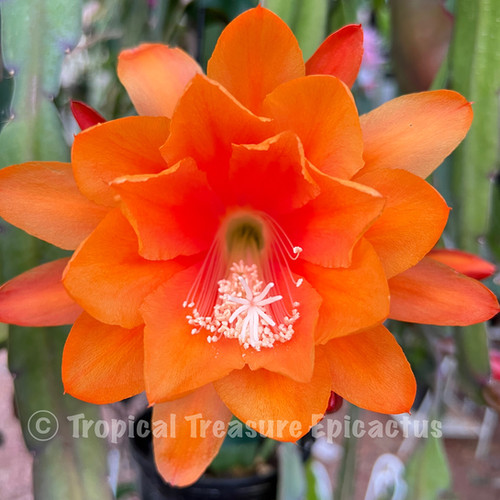 'Magical Mango' Epiphyllum hybrid | Tropical Treasure