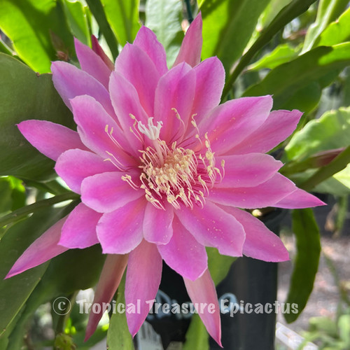 Anton Gunther | Tropical Treasure