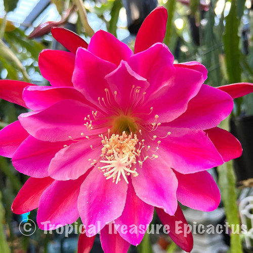 'Show Boat' Epiphyllum hybrid | Tropical Treasure