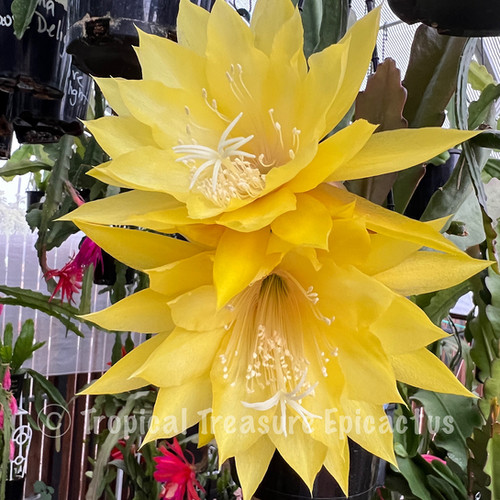 'Sunny Honey'Epiphyllum hybrid | Tropical Treasure
