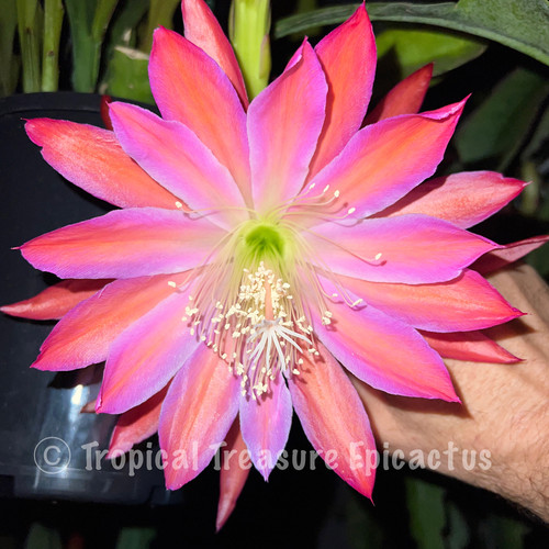 'Aztec Temple' Epiphyllum hybrid | Tropical Treasure