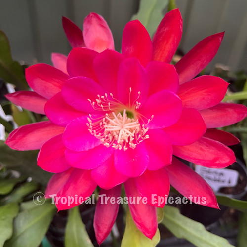 Liberty Glory Be | Tropical Treasure