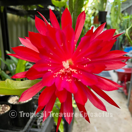 'Ruby Pinwheel' Epiphyllum hybrid | Tropical Treasure