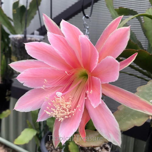 'Sakurahime' Epiphyllum hybrid | Tropical Treasure