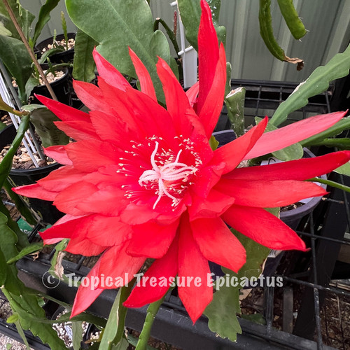 Royal Heir | Tropical Treasure