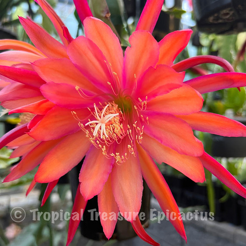 Coral Dance | Tropical Treasure