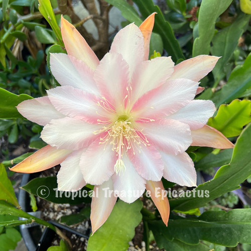Vanilla Sunset | Tropical Treasure