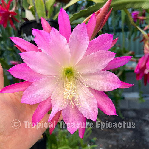 'First Romance' Epiphyllum hybrid | Tropical Treasure