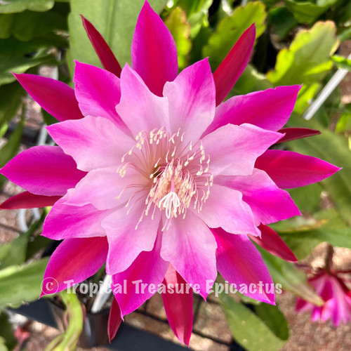 Jester | Tropical Treasure