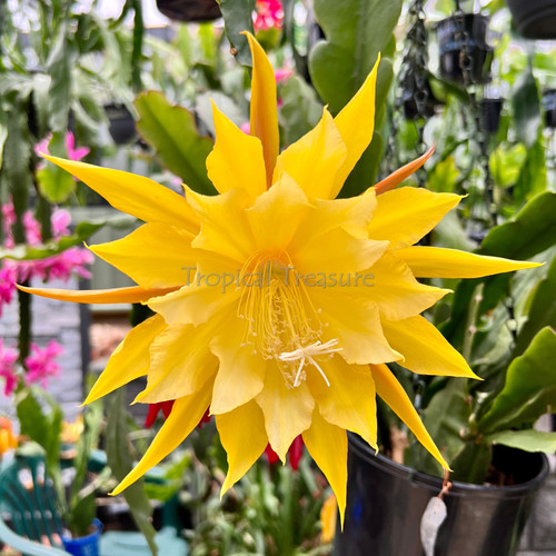 'Kiwi Sunshine' Epiphyllum Hybrid | Tropical Treasure