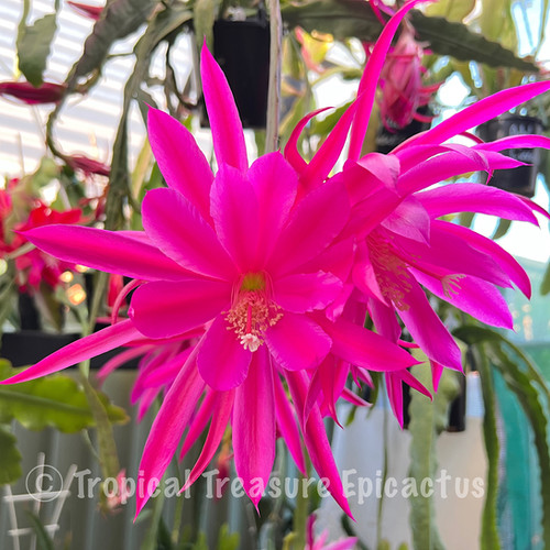'Michelle Davis' Epiphyllum hybrid | Tropical Treasure