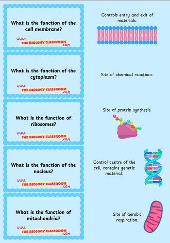Unit 1 N5 Biology Printable Flash Cards (digital file ...