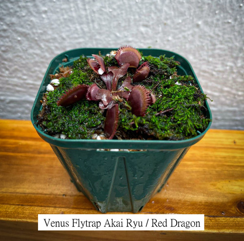 Venus Flytrap Akai Ryu/Red Dragon | Grow Urban
