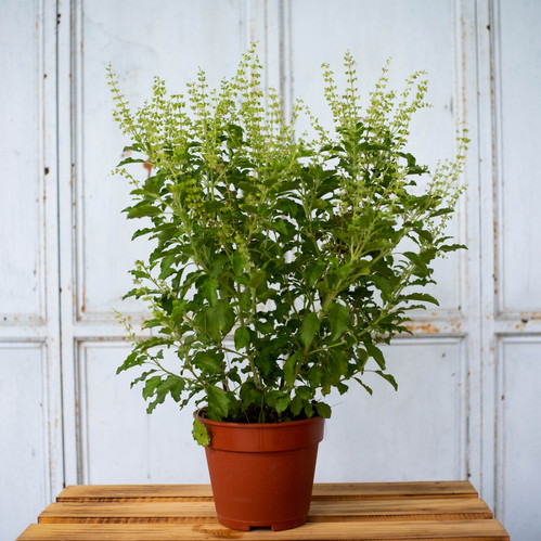 Holy Basil | Grow Urban