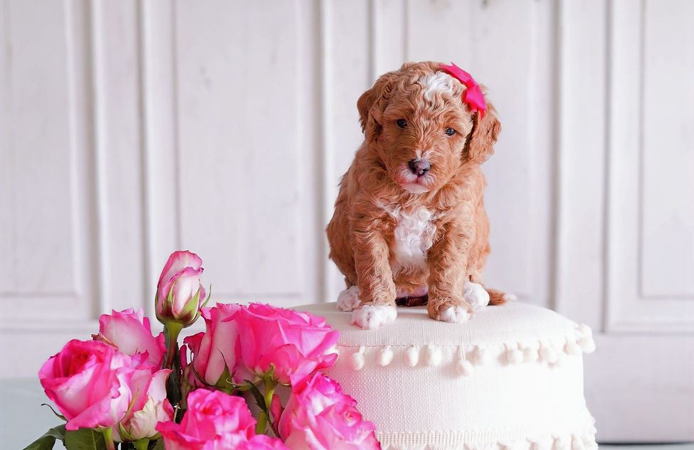 Females | Country Acres Farm