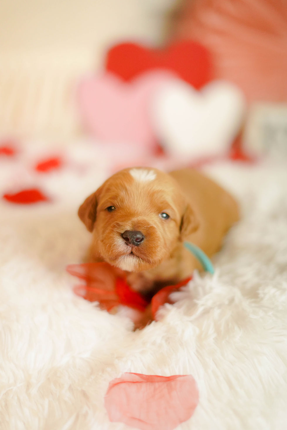 Females | Country Acres Farm