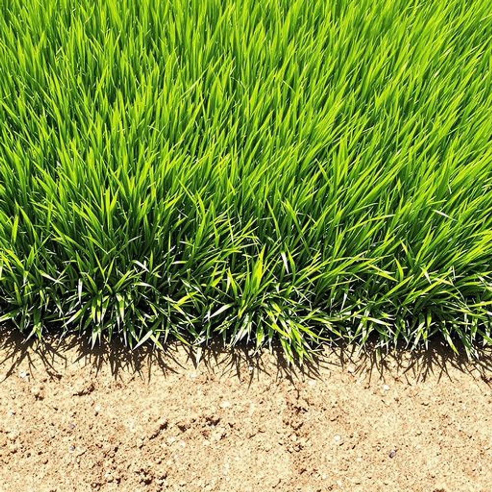 Sod Installation Guide for a Beautiful Summer Lawn