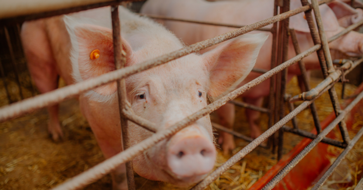 Prop 12 Rule Takes Full Effect in 2024 - What it Means for Farmers and ...