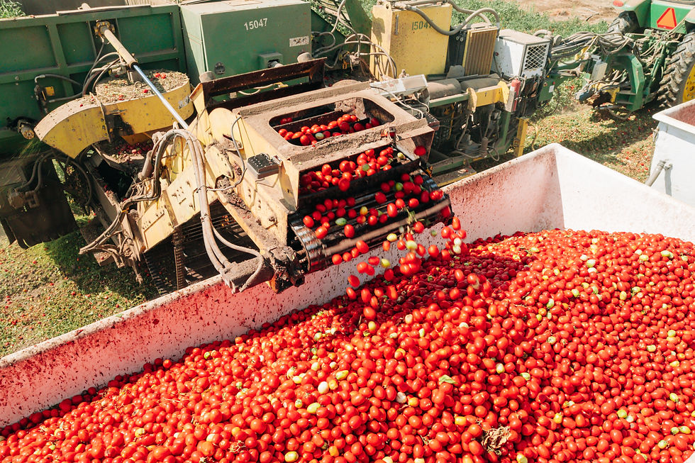 2023 California Processing Tomato Report