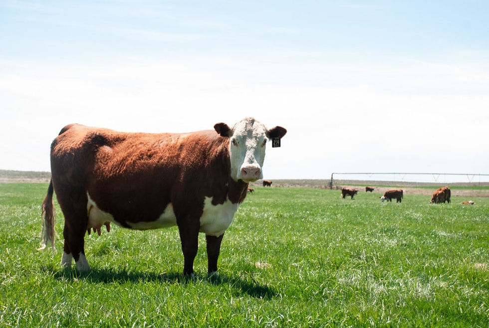 USDA Moves to Strengthen Validation of "GRASS FED" and other animal ...