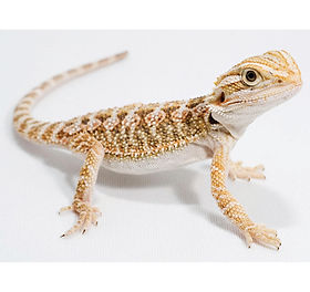 bearded dragon pet