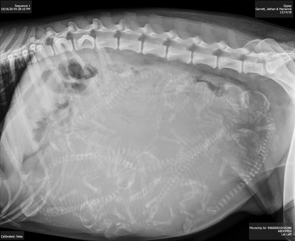 Puppy Count X-Ray!