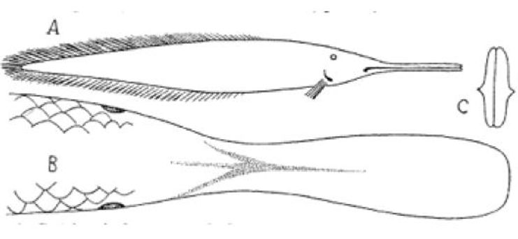 A fishy tale