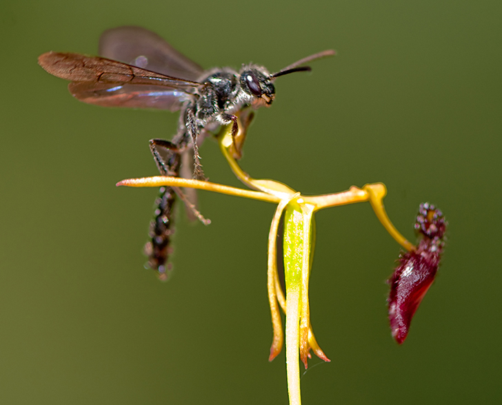 Thynnids are seriously sexy wasps