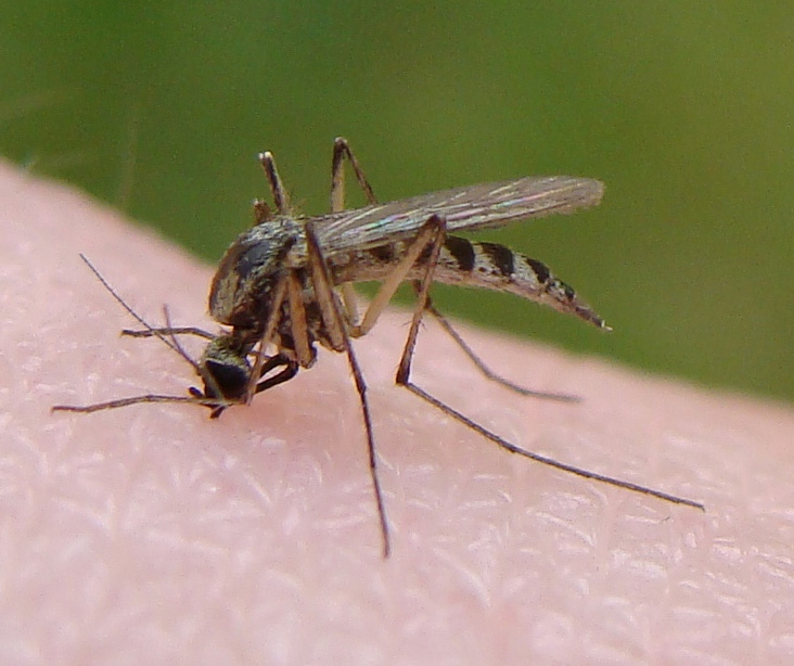 Why naming all our mozzies is important