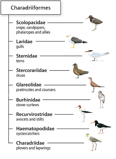 Classifying life | Taxonomy Australia