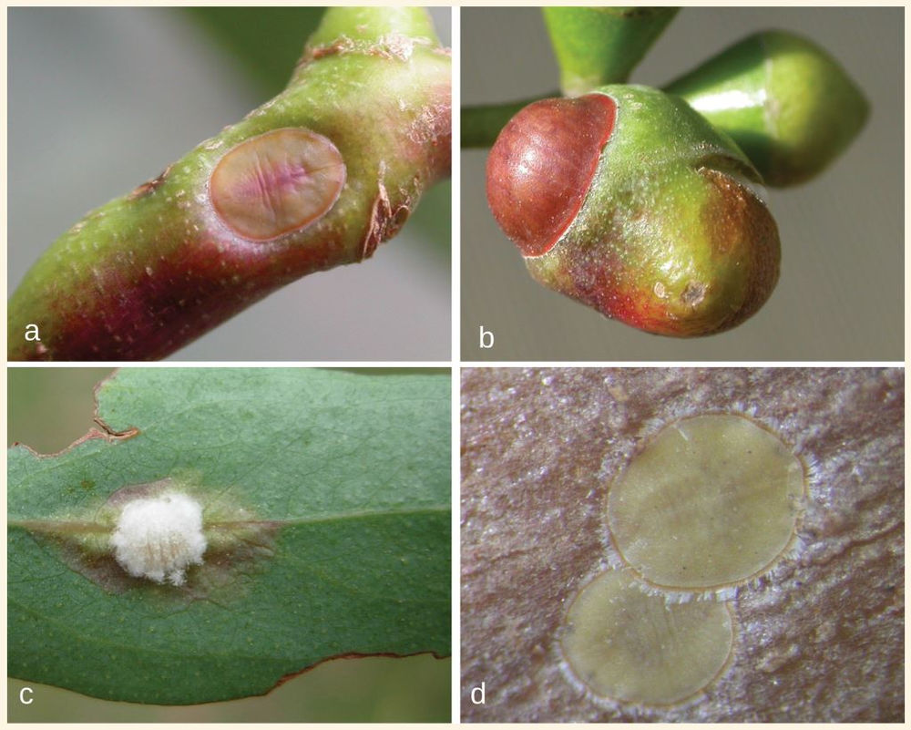 Seven new species of galling scale insects