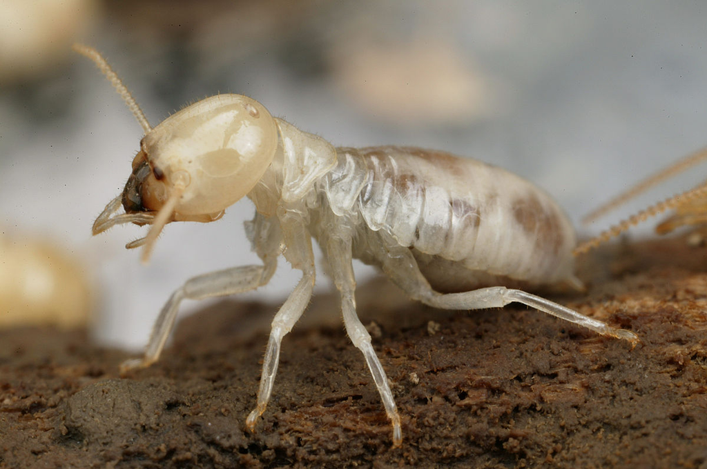 What on Earth is Mixotricha paradoxa doing?