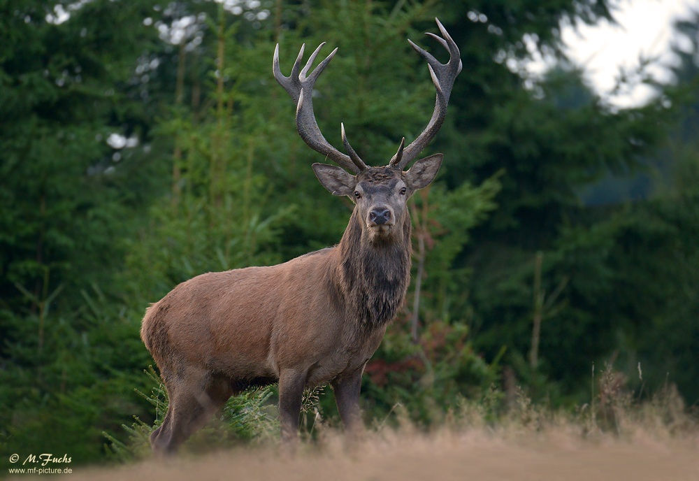 Über den Rothirsch (Cervus elaphus)