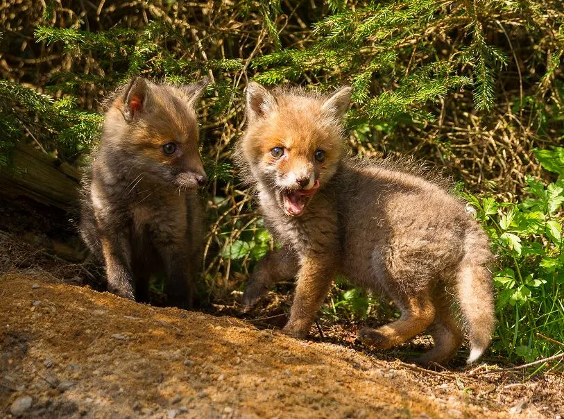 Erste Fuchsbabys im Januar