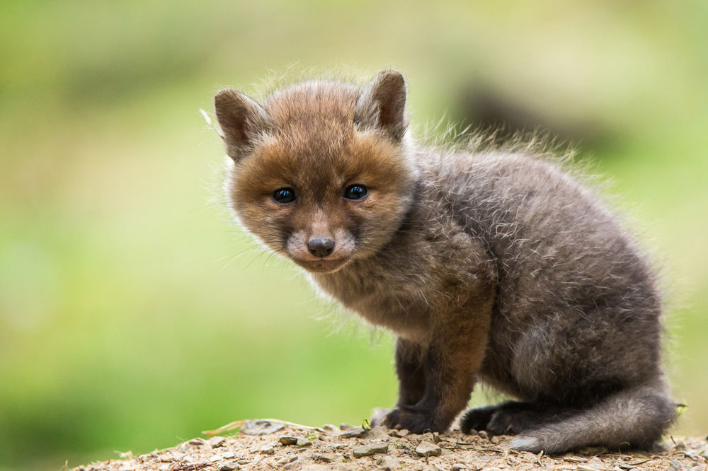 In der Kinderstube der Füchse